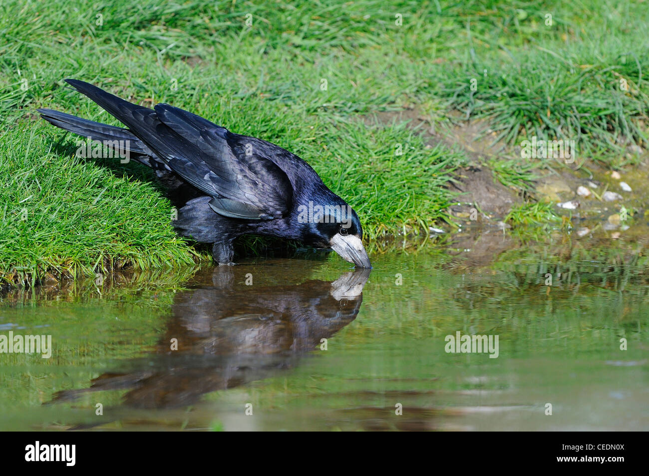 Rook (Corvus frugilegus) drinking, Oxfordshire, UK Stock Photo - Alamy