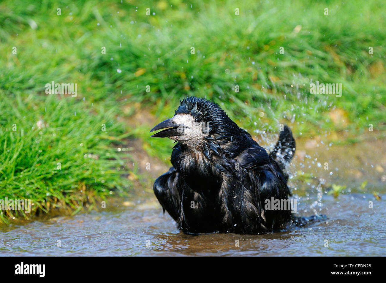 Wet crow hi-res stock photography and images - Alamy