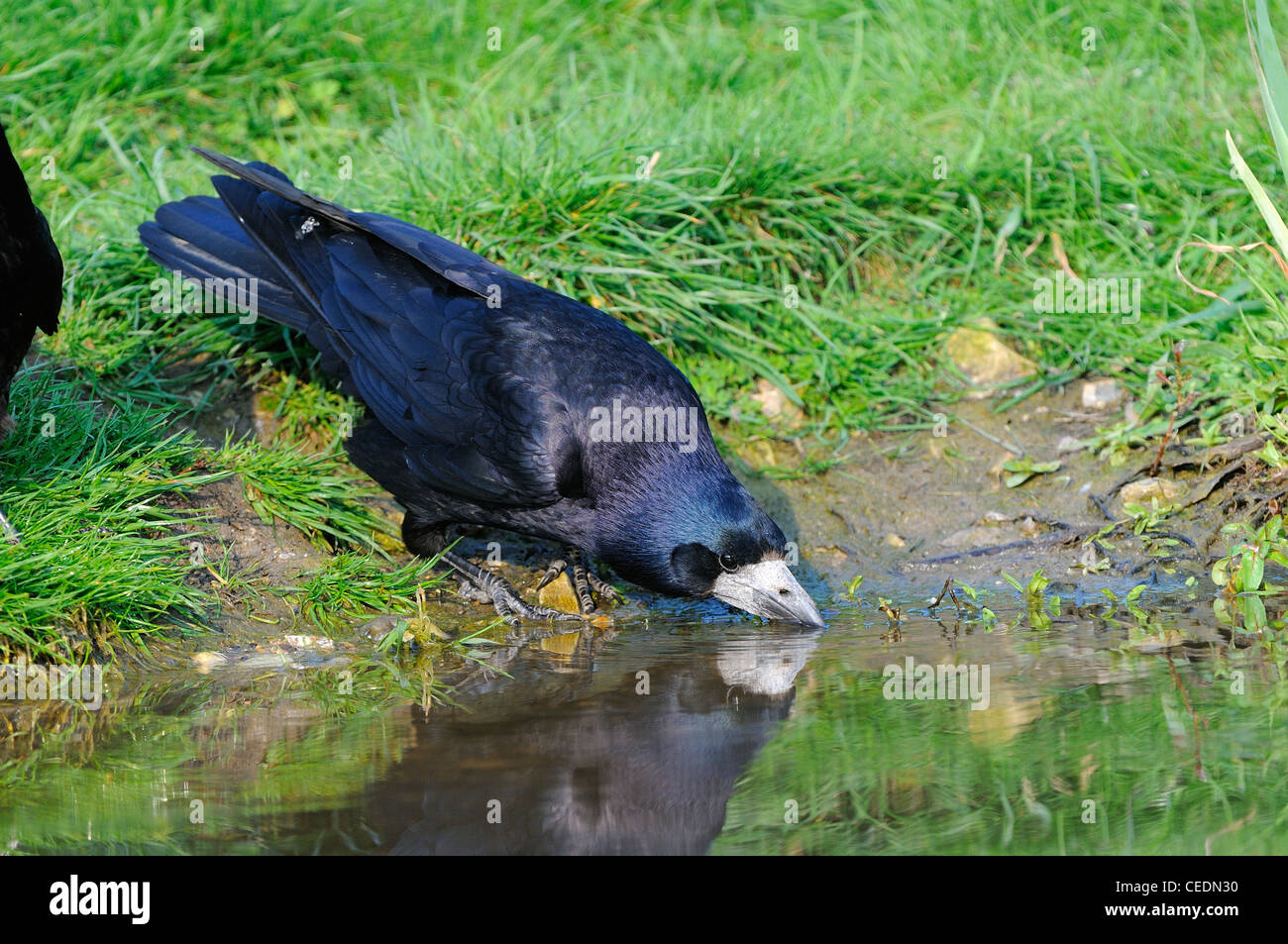 Rook drinking hi-res stock photography and images - Alamy