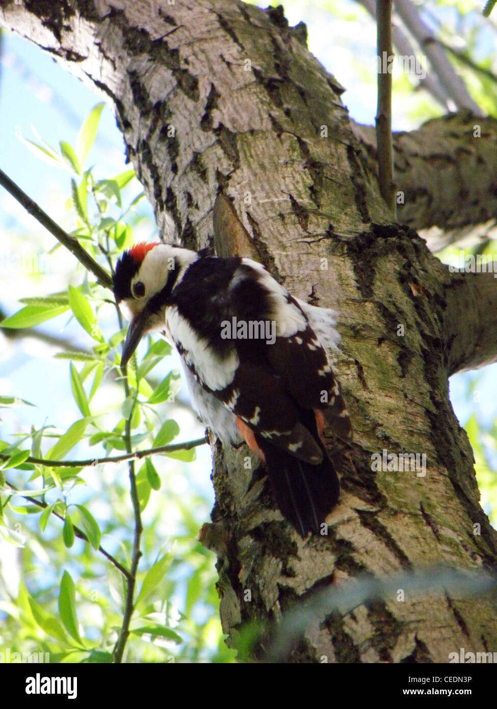 woodpecker on a tree Stock Photo - Alamy
