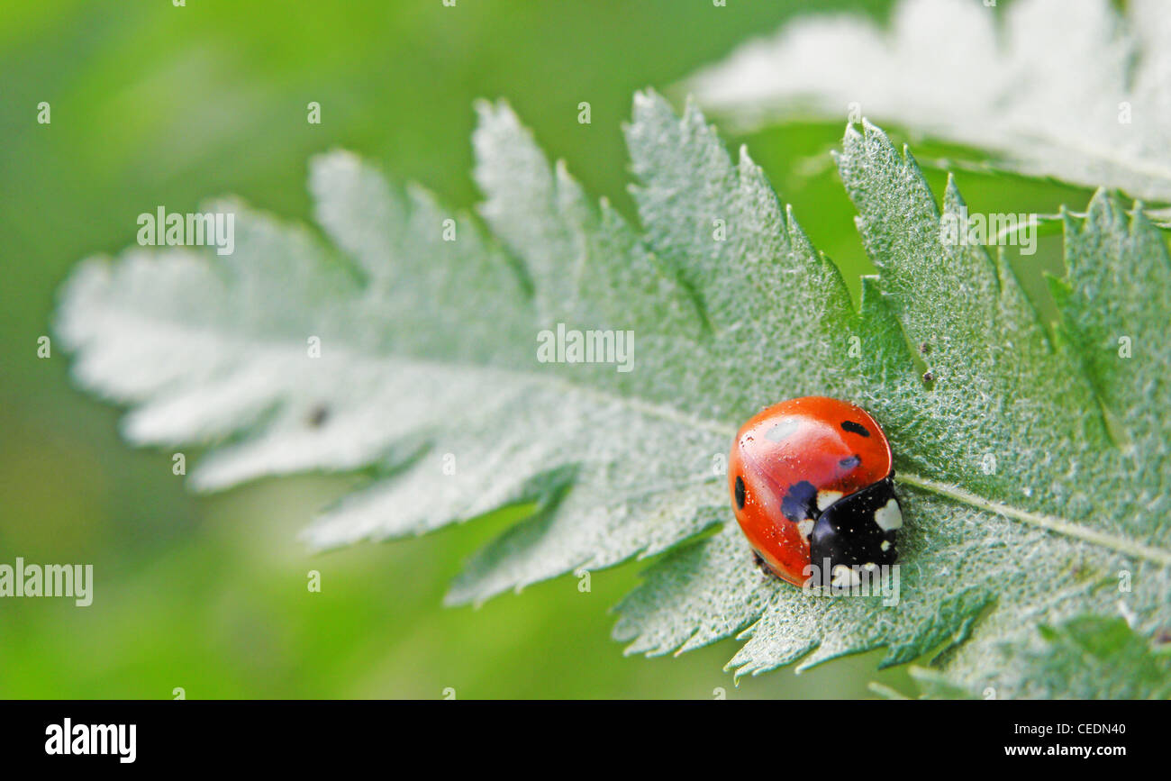 ladybird on the leaf Stock Photo - Alamy