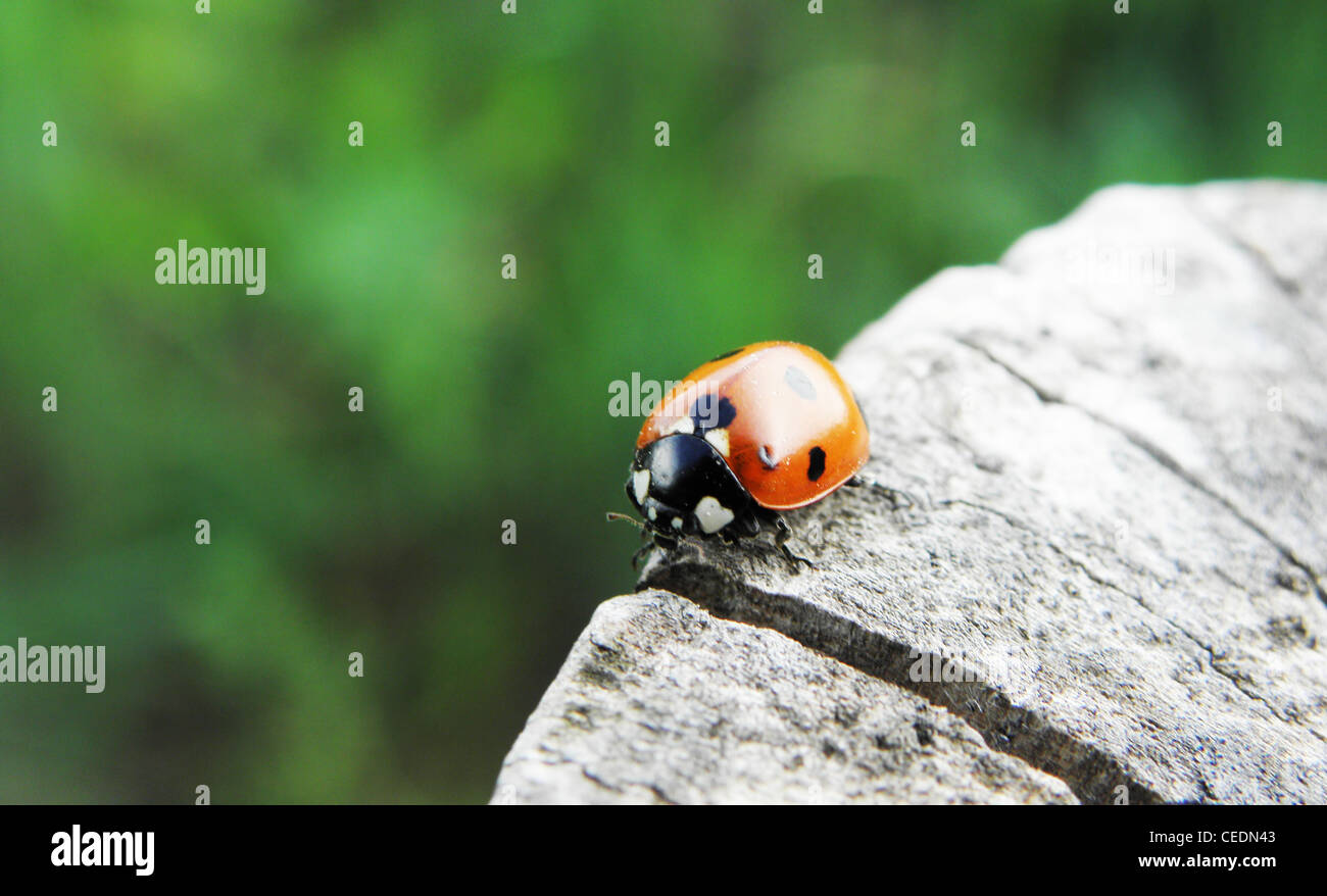 ladybird on the leaf Stock Photo - Alamy