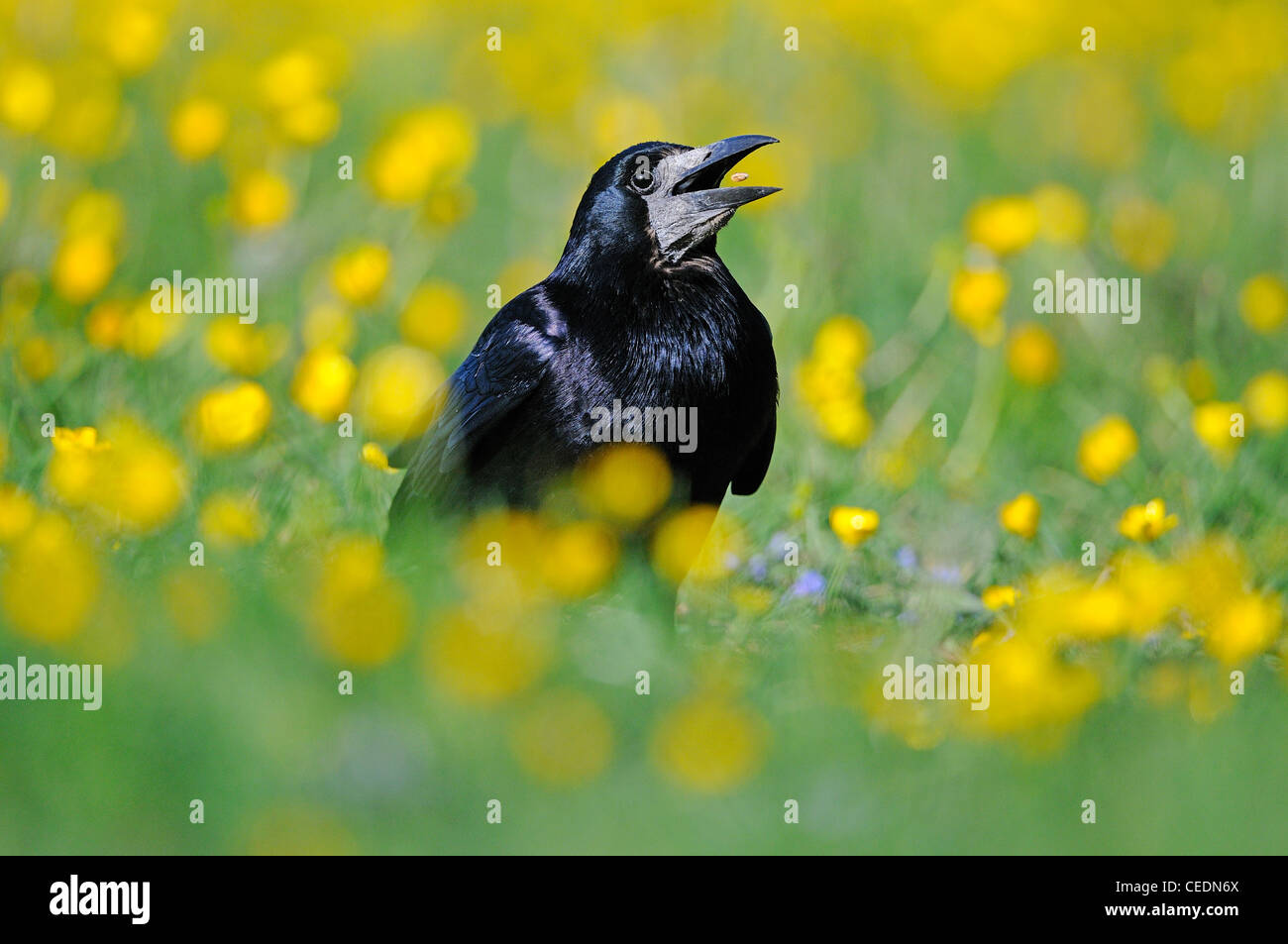 Rook (Corvus frugilegus) eating seed, in field of buttercups ...