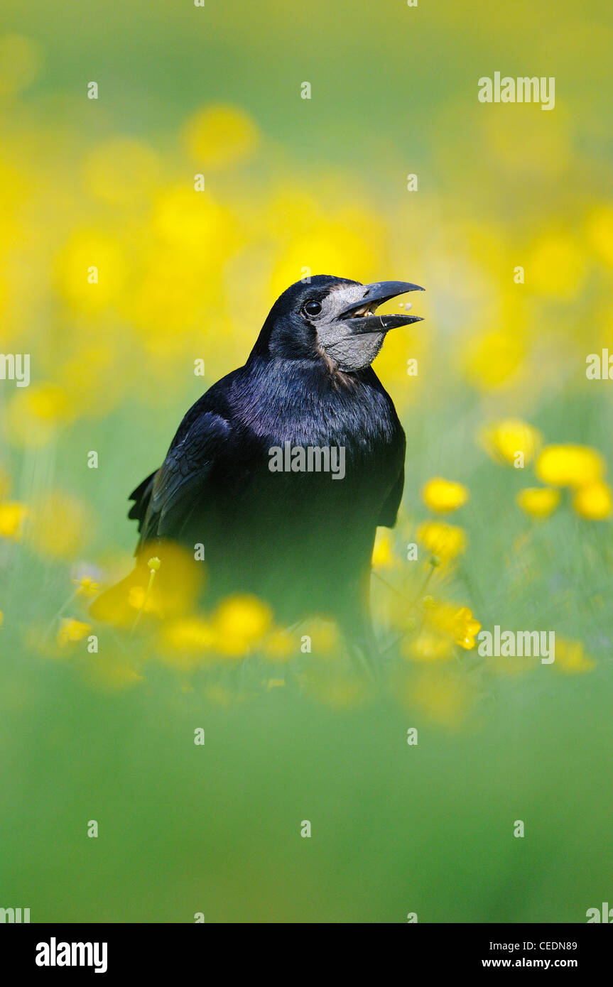 Rook Feeding High Resolution Stock Photography and Images - Alamy