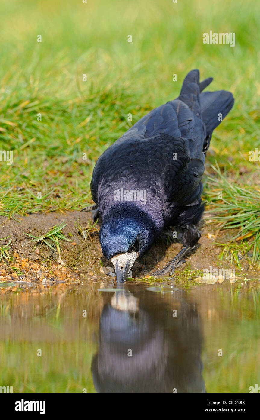 Rook (Corvus frugilegus) drinking, Oxfordshire, UK Stock Photo - Alamy