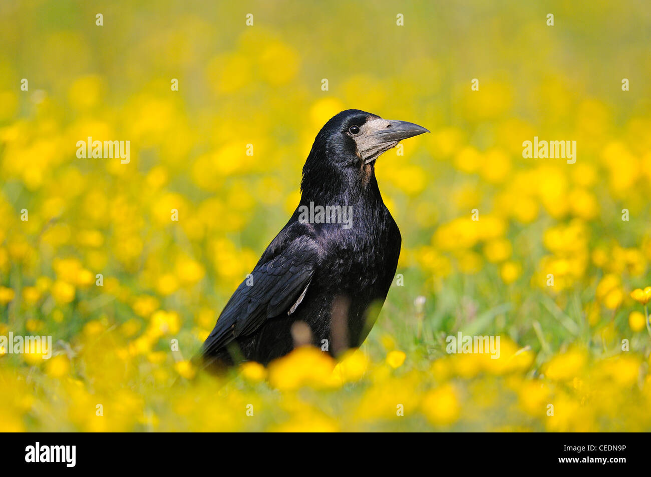 Rook Feeding High Resolution Stock Photography and Images - Alamy