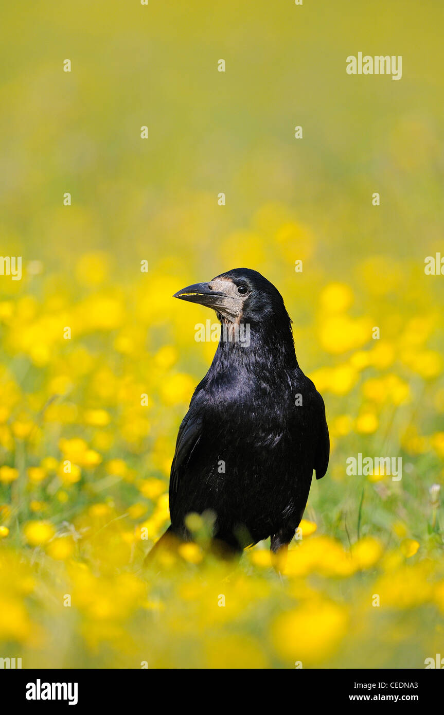 Rook (Corvus frugilegus) standing in field of buttercups, Oxfordshire ...