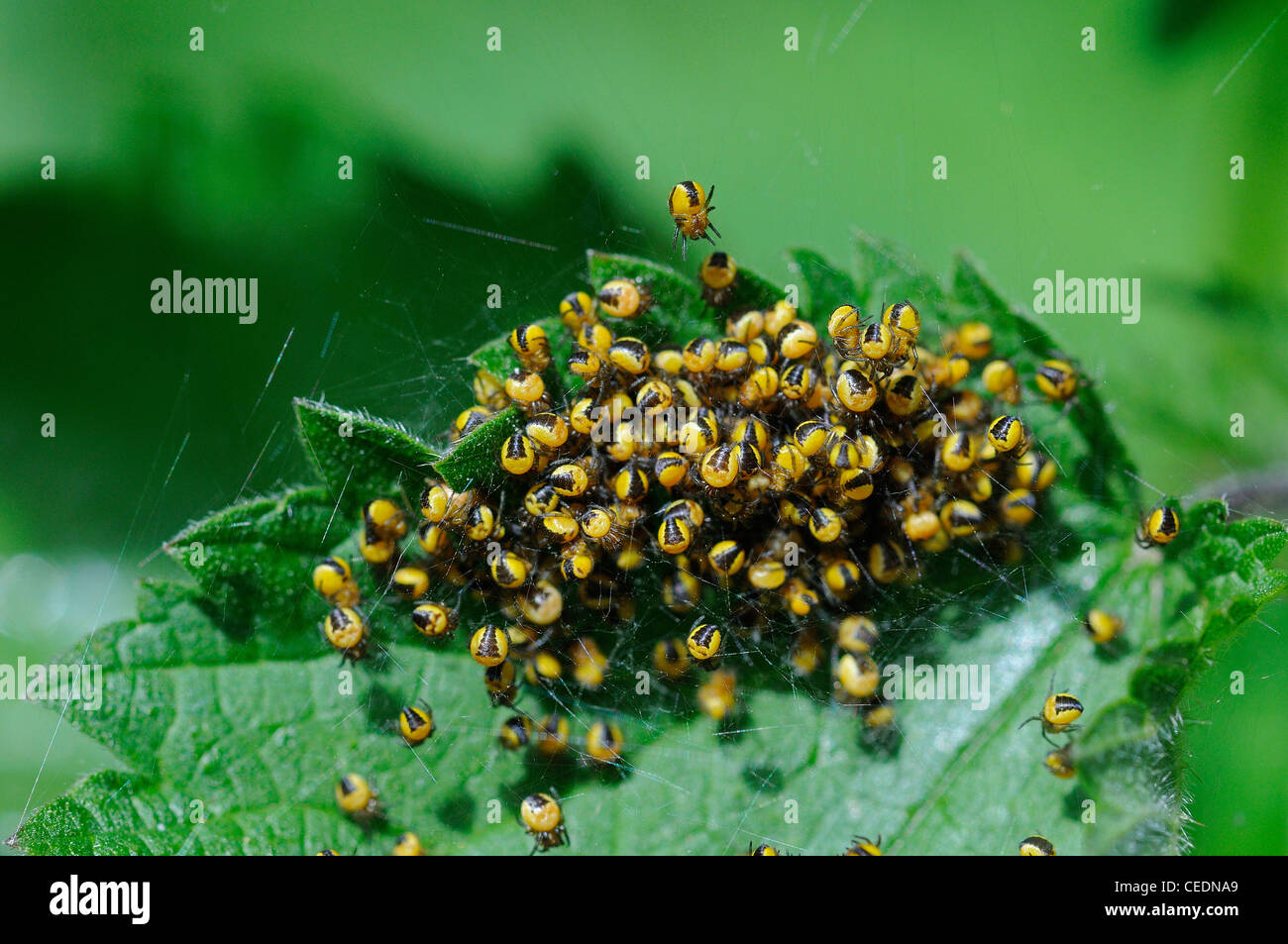 Garden Orb Spider (Araneus diadematus) mass of newly hatched baby ...