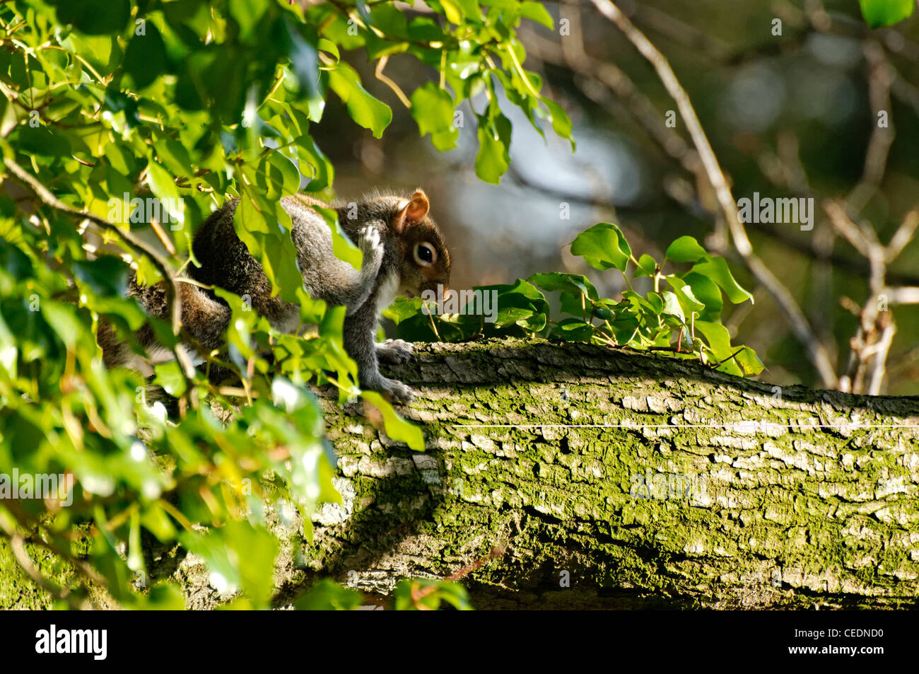 A Grey Squirrel sat on a branch Stock Photo - Alamy