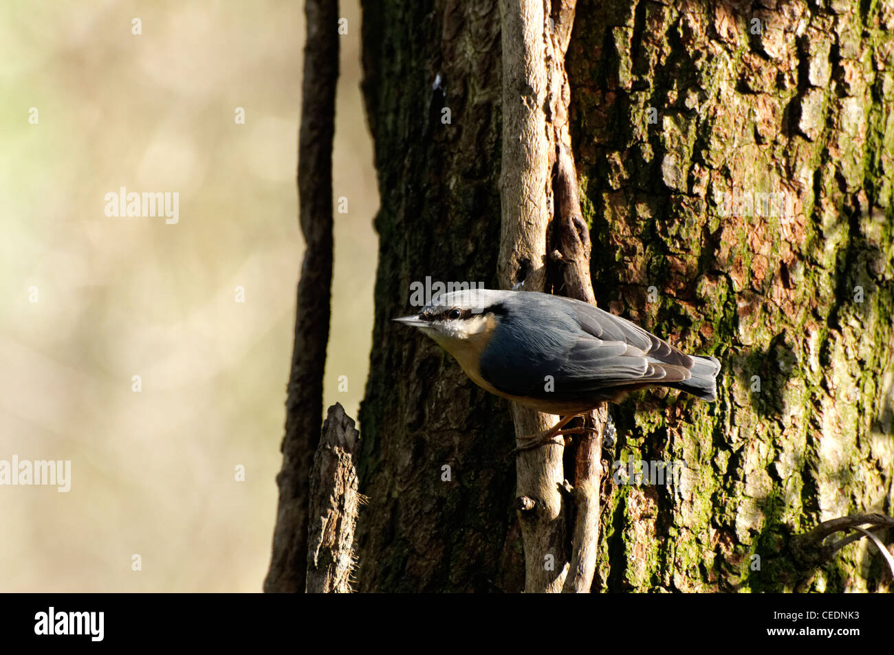 A Nuthatch on a tree Stock Photo - Alamy