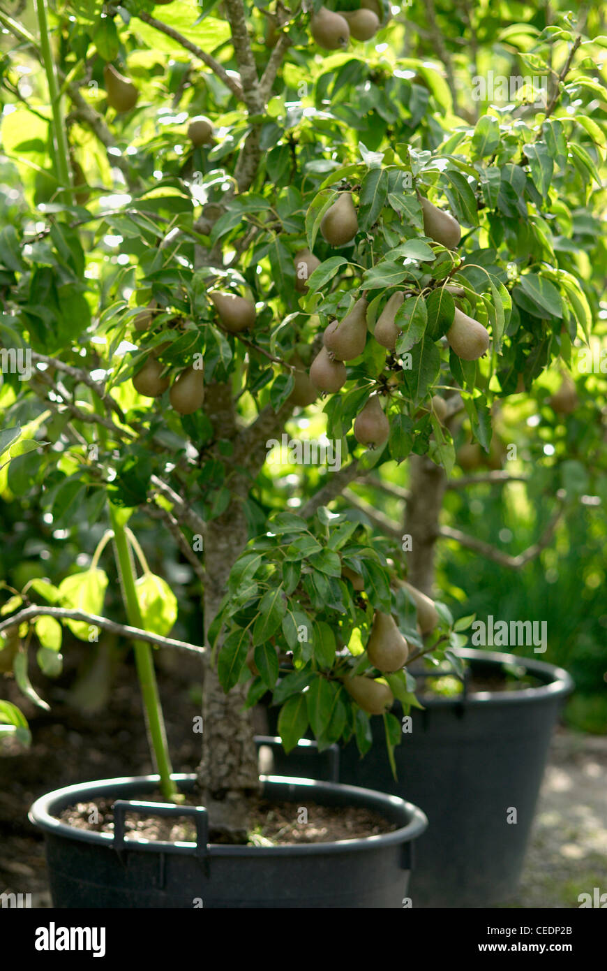Pear trees in plant pots (Pyrus communis 'Bristol Cross' Stock Photo ...