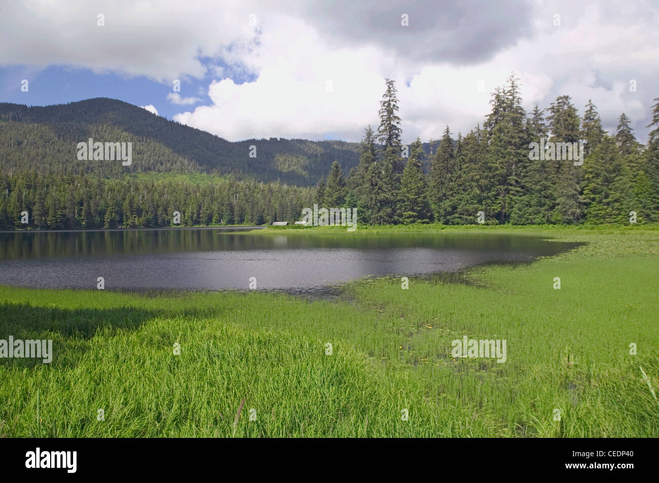 USA, Alaska, Southeast Alaska, Ketchikan, temperate rainforest ...