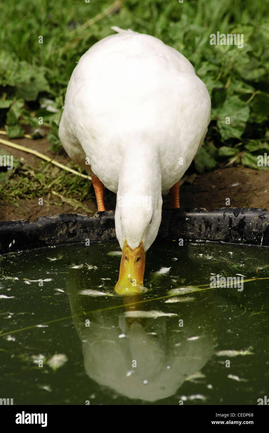 Bending goose hi-res stock photography and images - Alamy