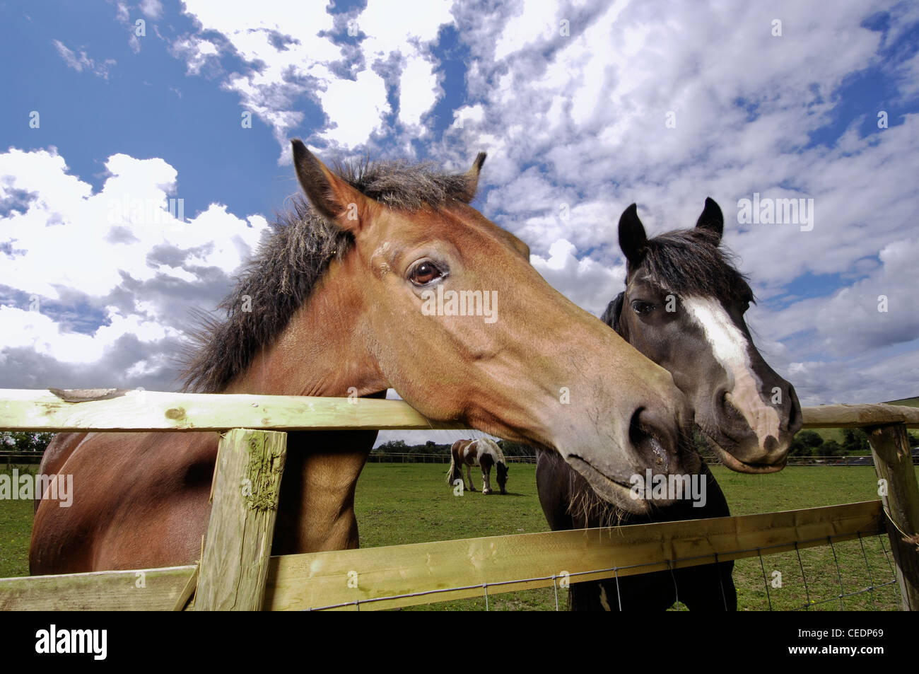Horses looking over fence Stock Photo - Alamy