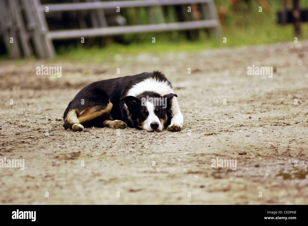 Dog in farm yard Stock Photo - Alamy