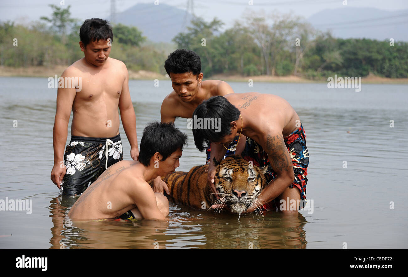 Thai tiger MEOW had an MRI scan to decide if spinal surgery might help ...