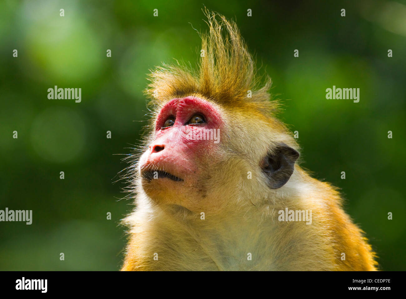 Toque macaque monkey hi-res stock photography and images - Alamy