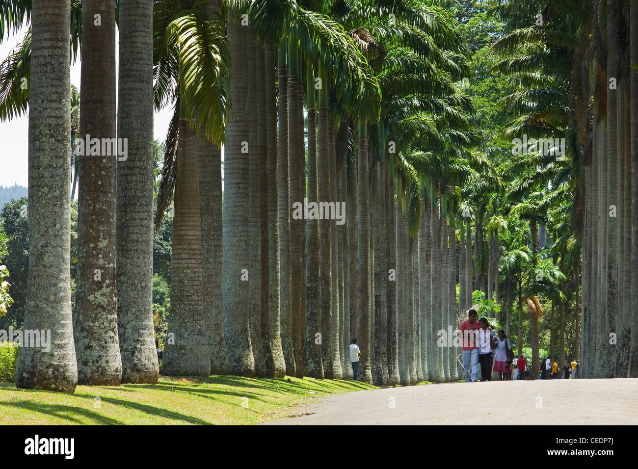 Cabbage Palm Avenue with its 20+ meter trees in the 60 hectare Royal ...