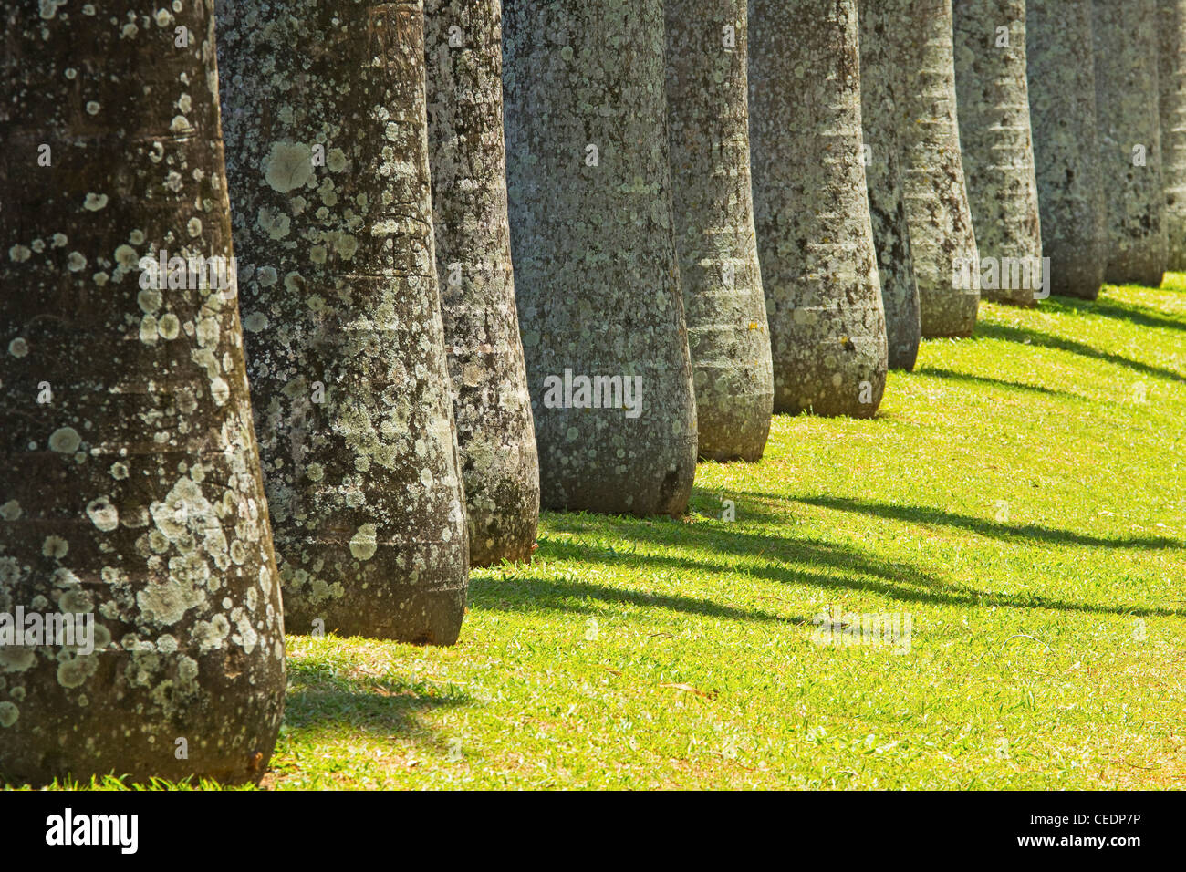 Trunks of 20m+ trees on Cabbage Palm Avenue in the 60 hectare Royal ...
