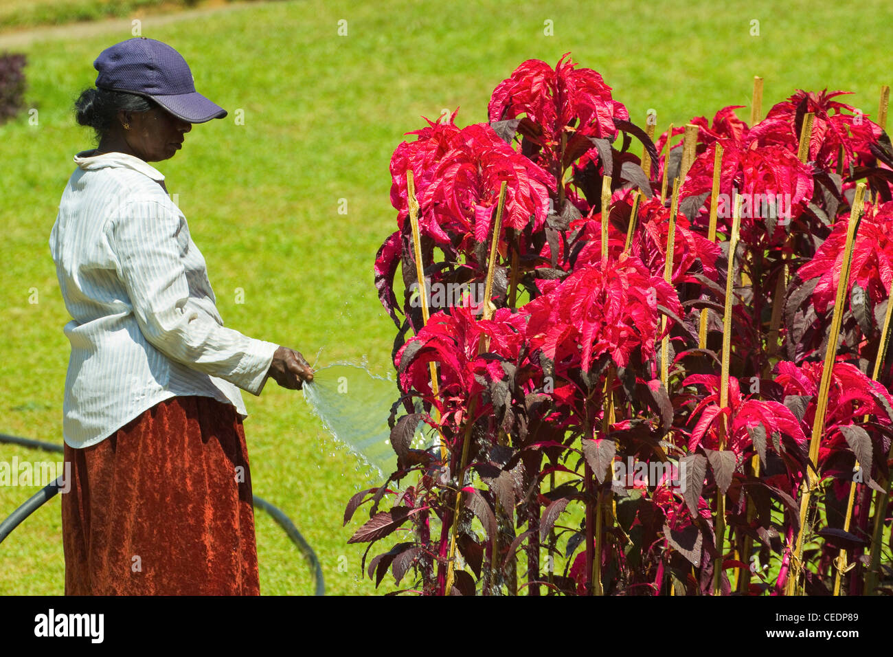 Woman worker watering plants in the 60 hectare Royal Botanic Gardens at ...