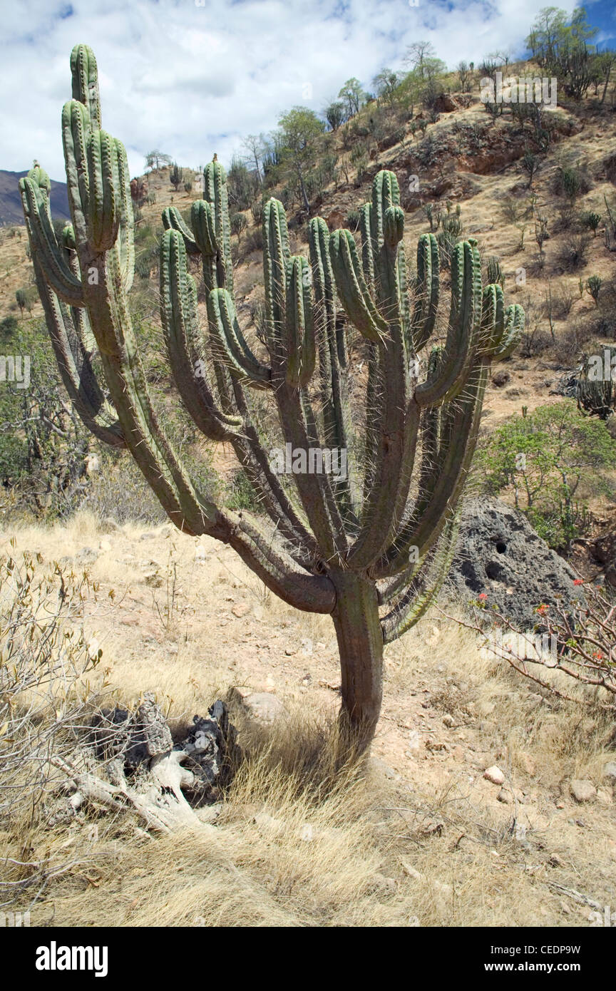 Peru, Celendin, cactus in the Maranon River Valley Stock Photo - Alamy
