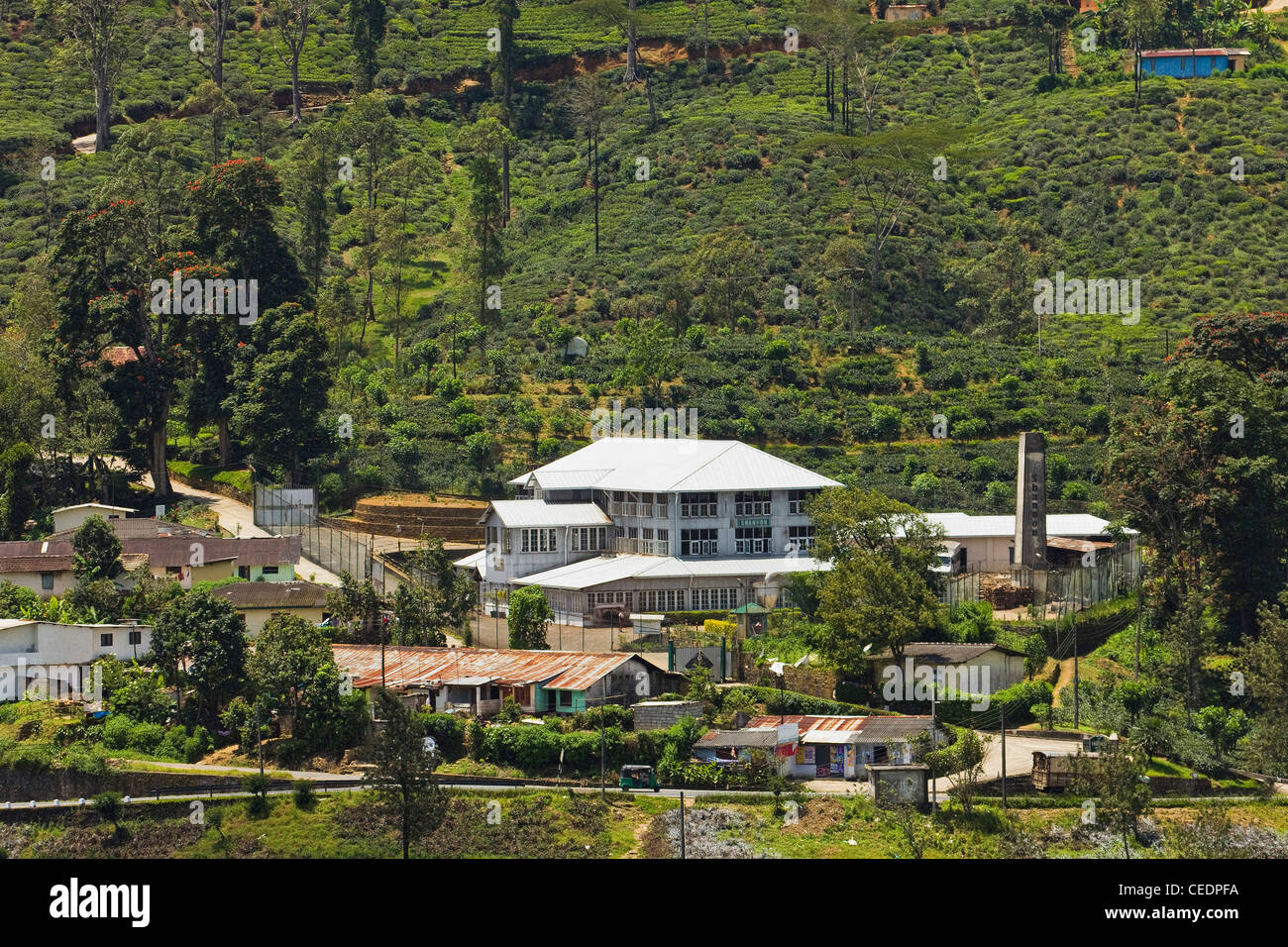 Shannon Estate tea factory & plantation in the hill country by the ...