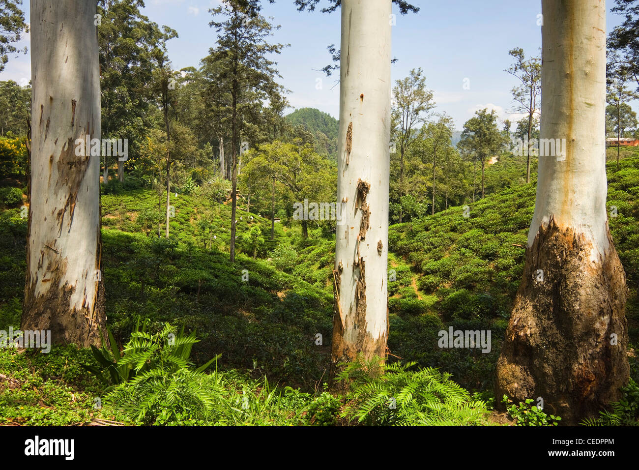 Eucalyptus 'gum' trees, a source of essential oil amidst the tea ...