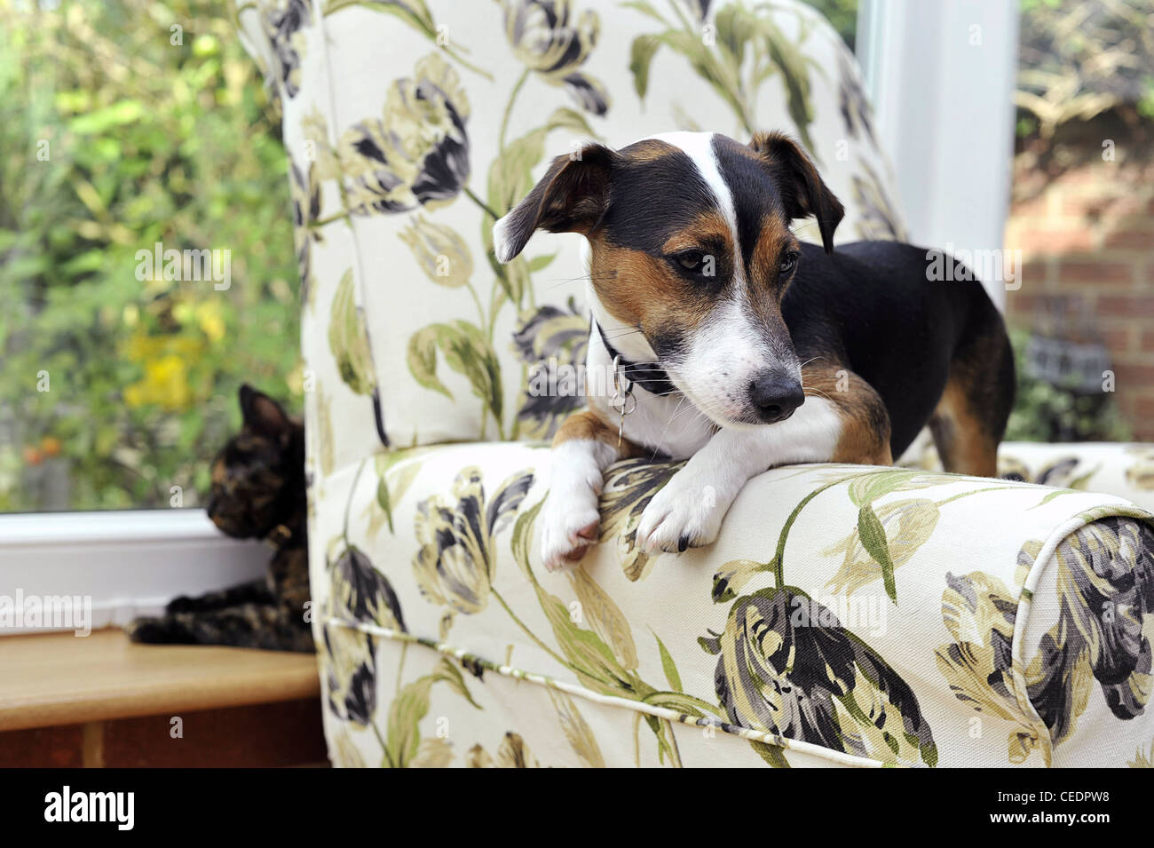 A dog on an armchair and a cat just visible behind Stock Photo - Alamy