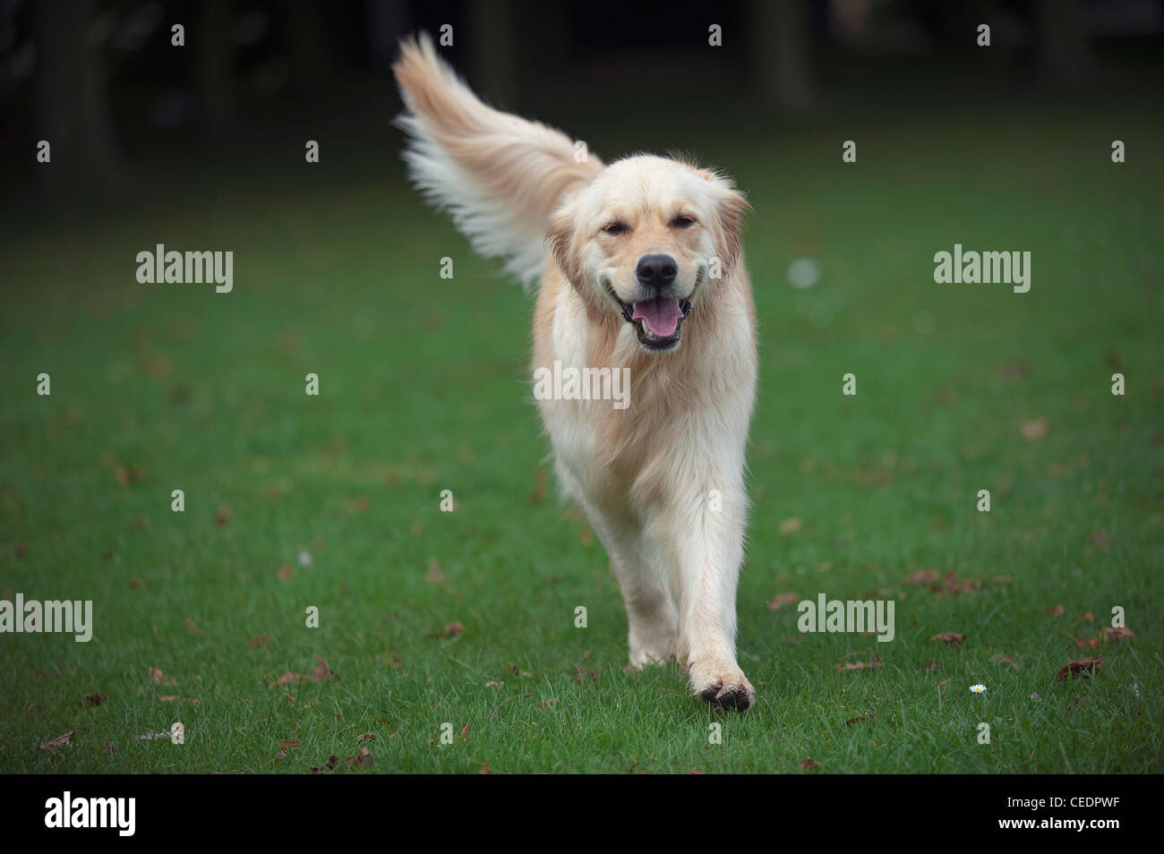 Labrador cross hi-res stock photography and images - Alamy