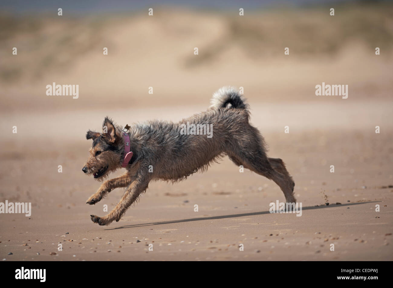 Dog running side view of dog hi-res stock photography and images - Alamy