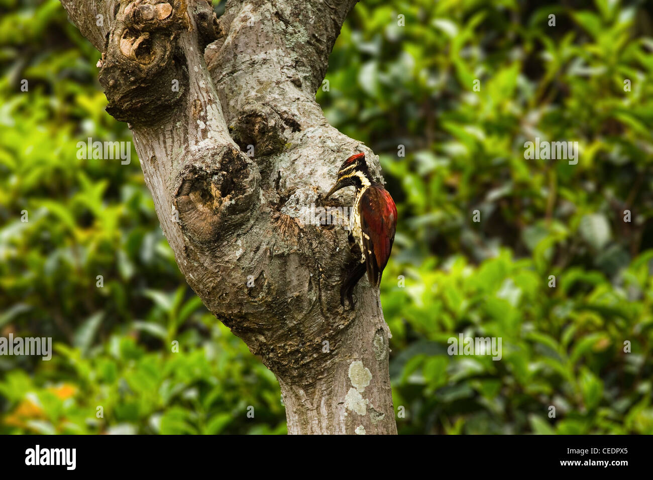 Sri Lankan Crimson-backed Flameback Woodpecker (Chrysocolaptes ...