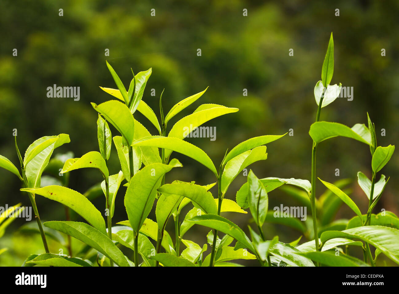 Strongly flavoured, aromatic high altitude Uva tea growing in the ...