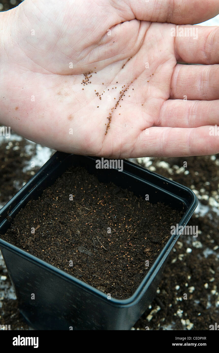 Seed compost pot hi-res stock photography and images - Alamy