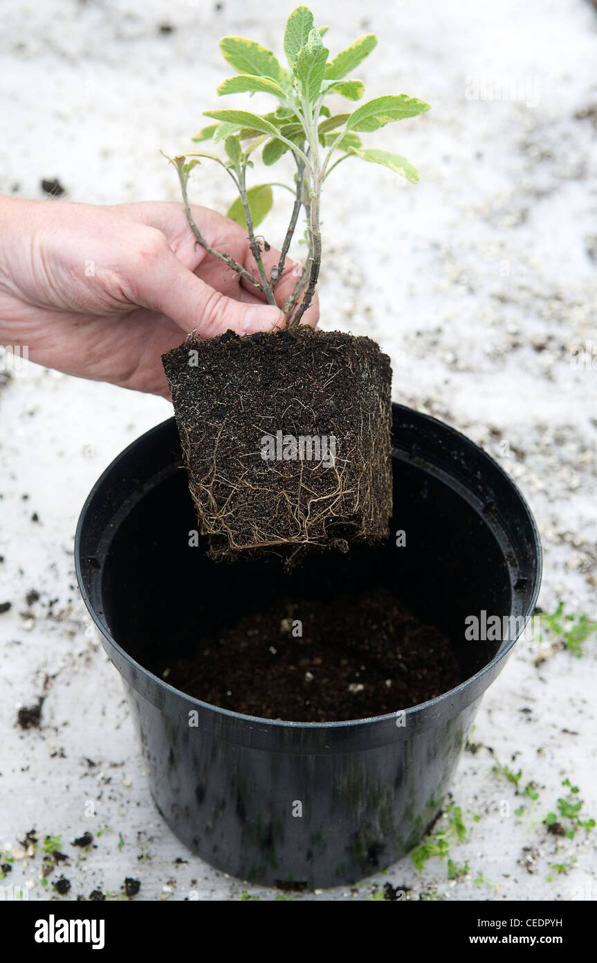 Transplanting sage seedling Stock Photo - Alamy