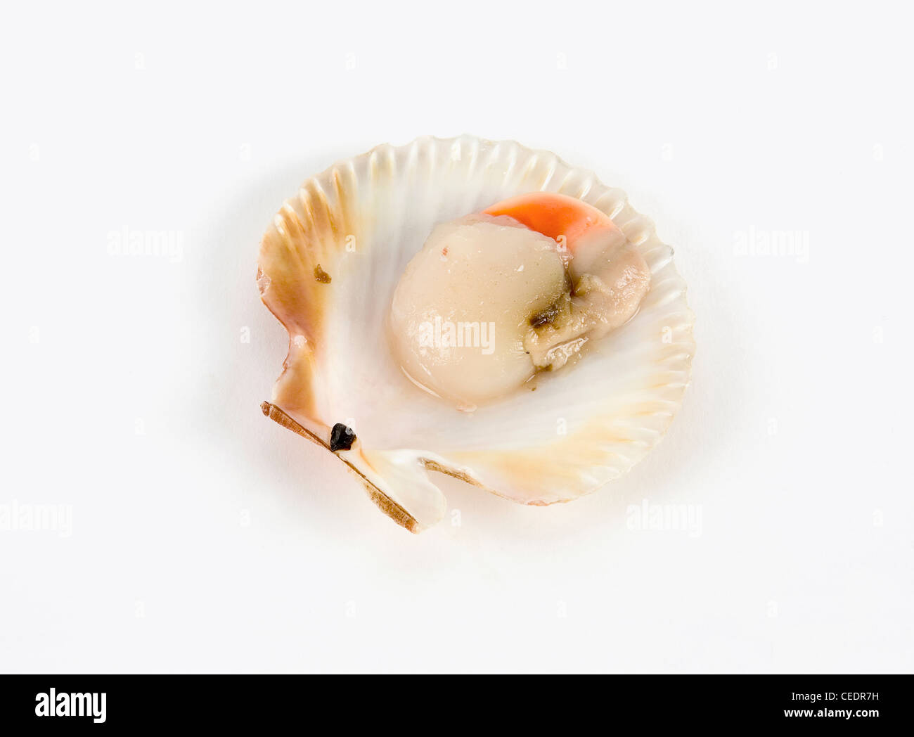 Open scallop shell hi-res stock photography and images - Alamy