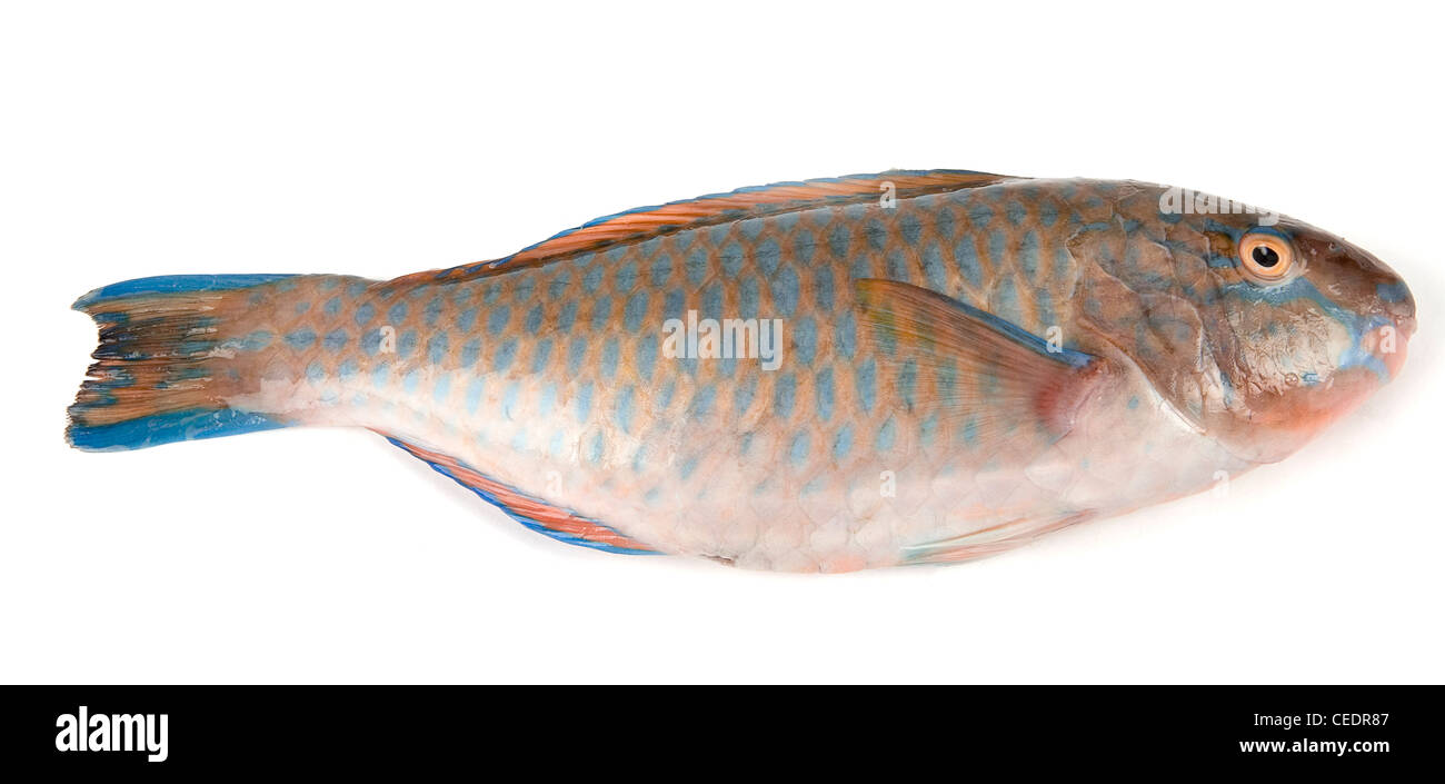 Parrot fish hi-res stock photography and images - Alamy