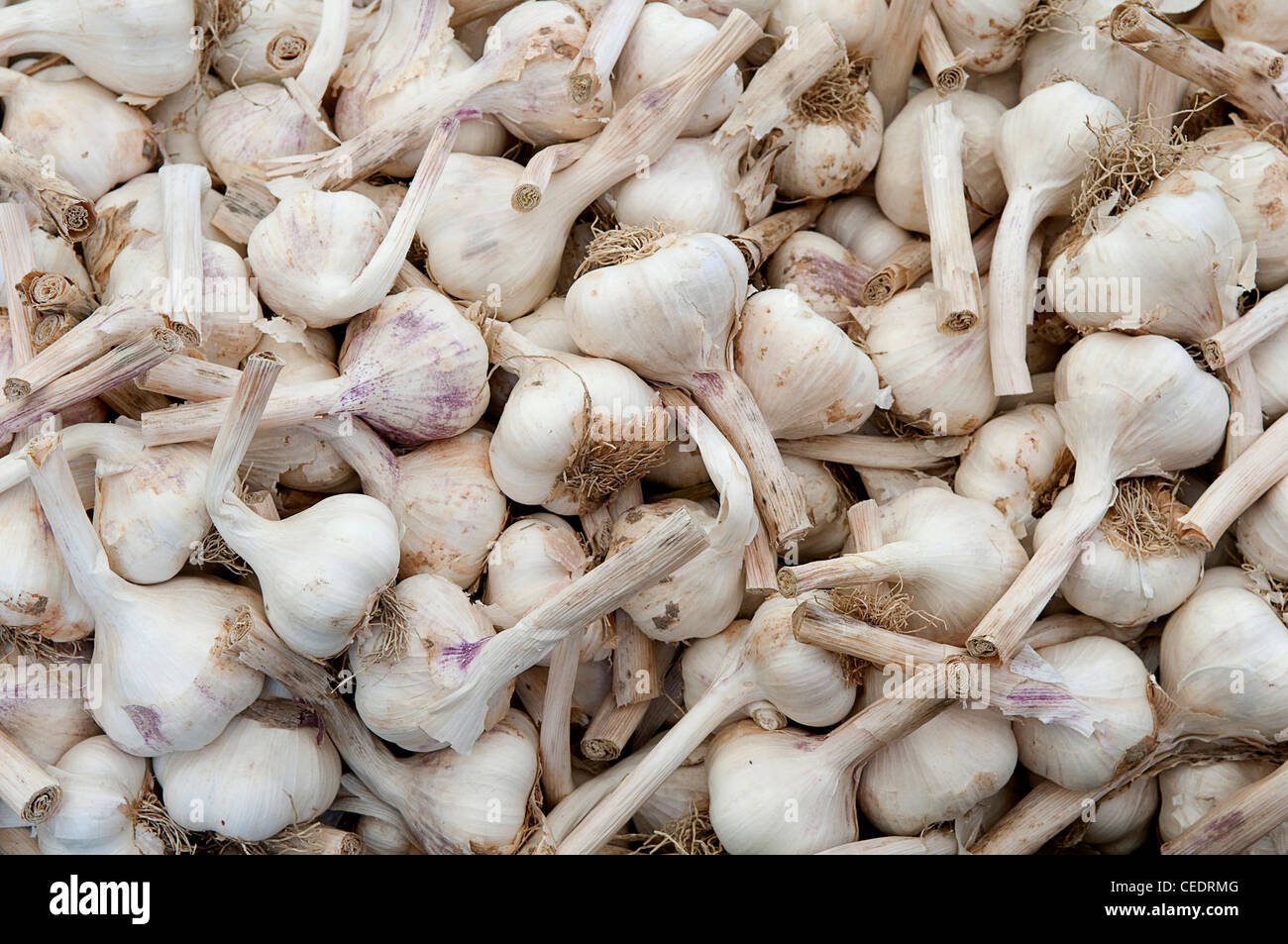 Garlic frame hi-res stock photography and images - Alamy