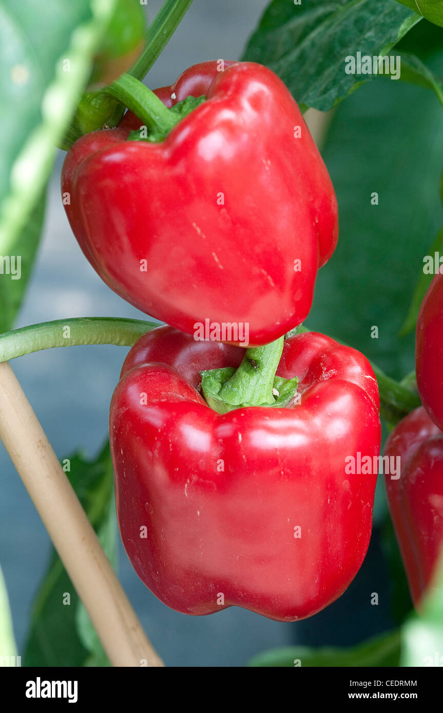 Red bell peppers Stock Photo - Alamy