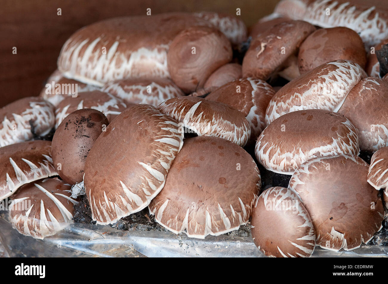Raw Chestnut Mushrooms High Resolution Stock Photography and Images - Alamy