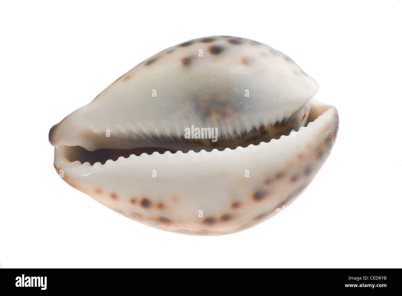 Sea cockleshell isolated on a white background Stock Photo - Alamy