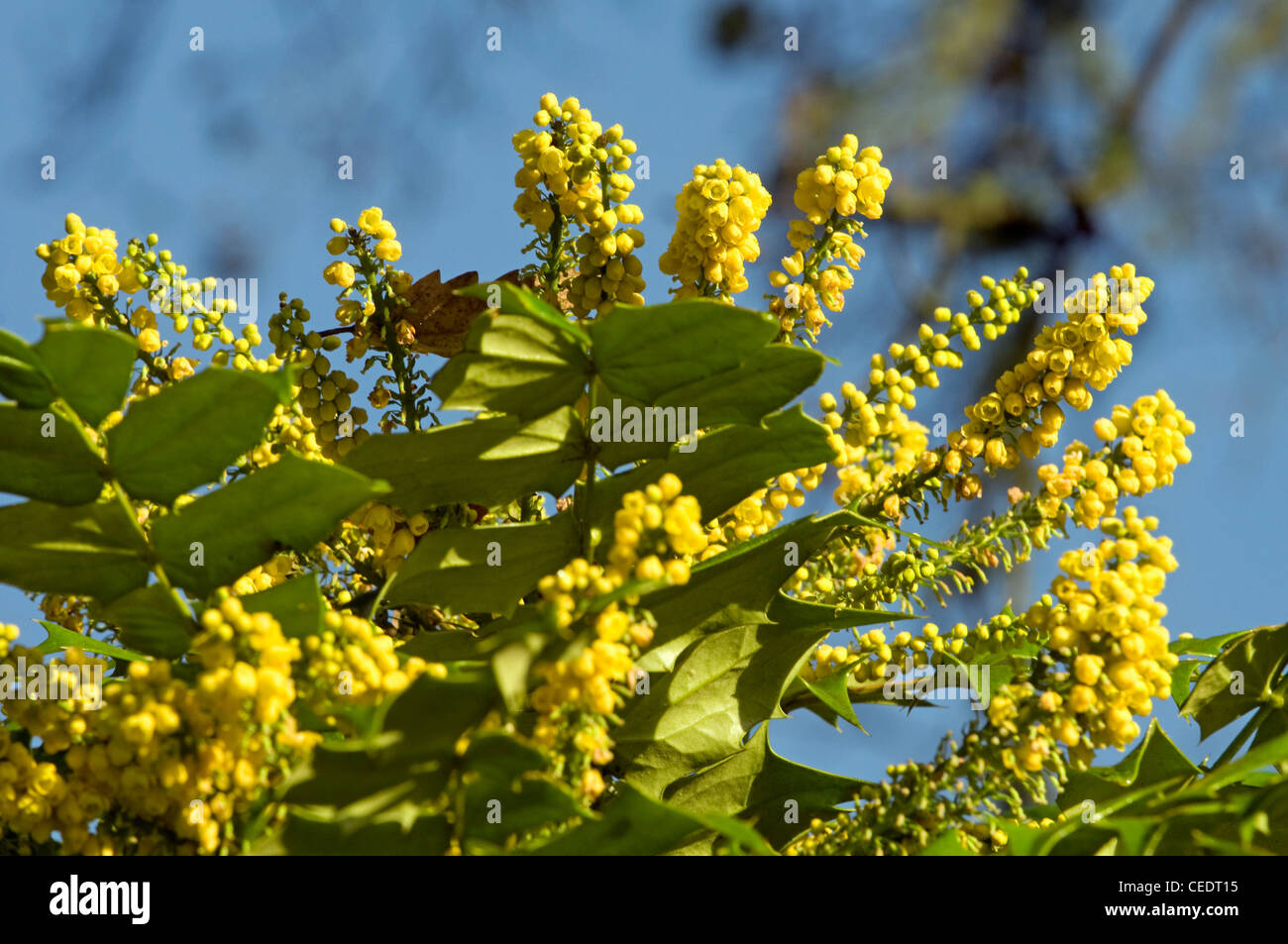 Mahonia leaves hi-res stock photography and images - Alamy
