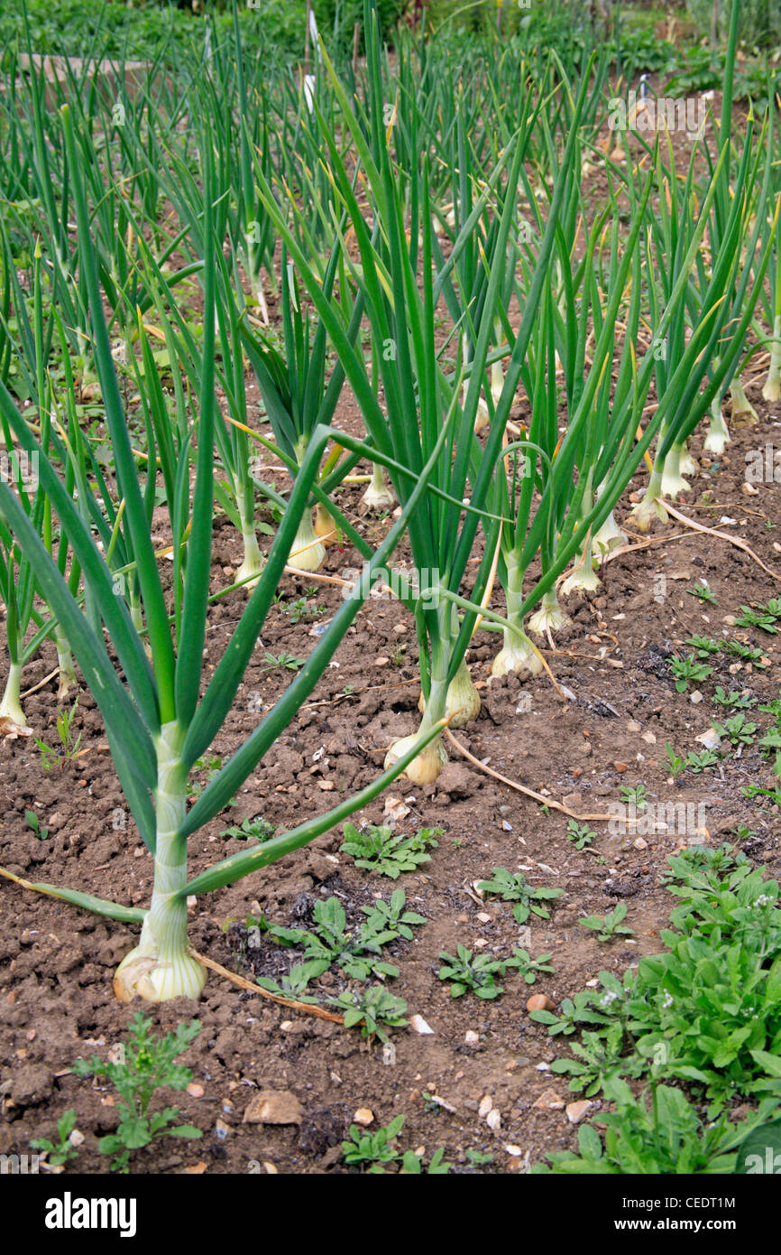 No onions hi-res stock photography and images - Alamy