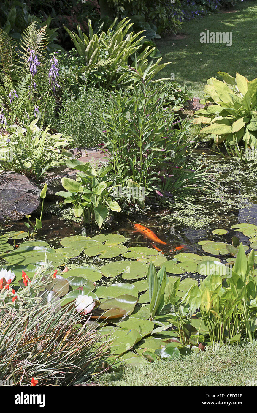 No one fish hi-res stock photography and images - Alamy