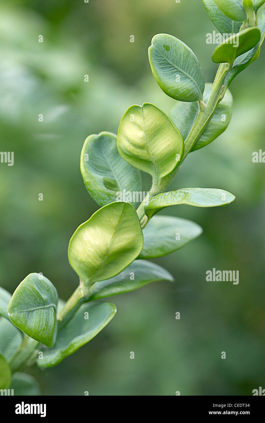Box sucker damage hi-res stock photography and images - Alamy