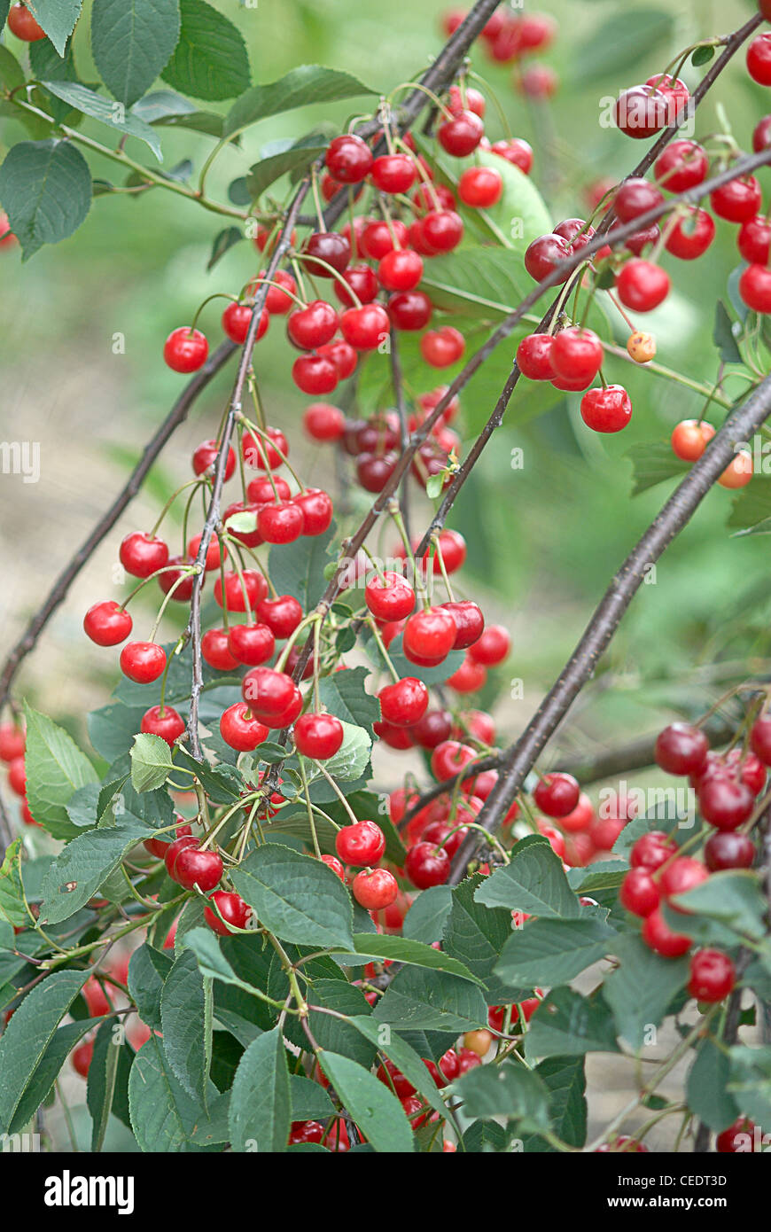 Morello cherry tree hi-res stock photography and images - Alamy