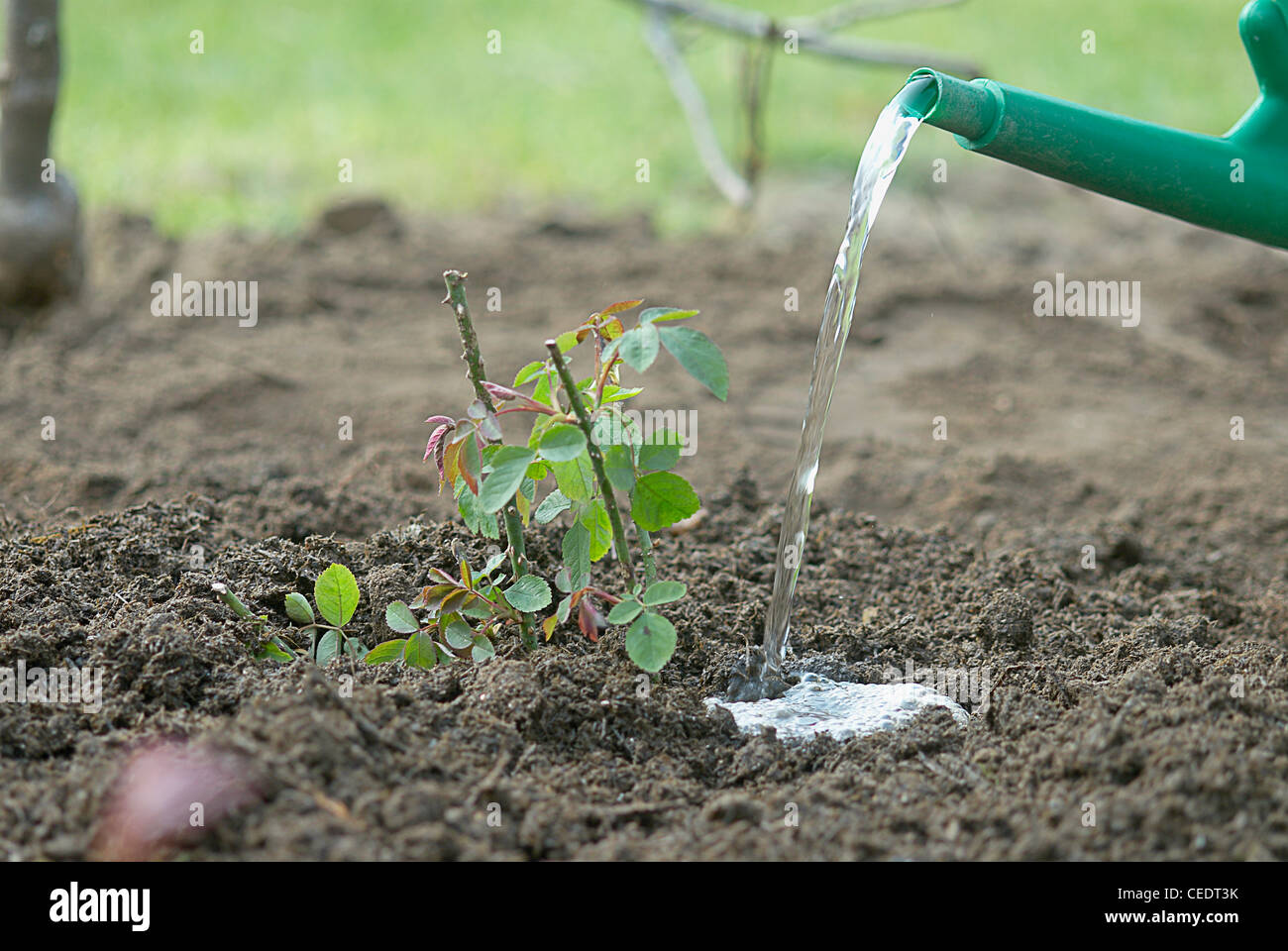 Watering a planted rose cutting Stock Photo - Alamy