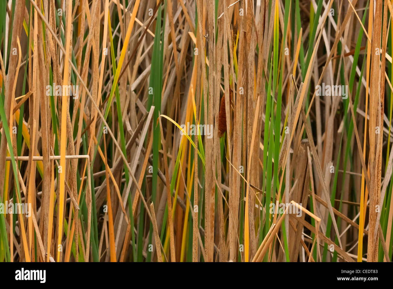 Background from green and dried reed Stock Photo - Alamy