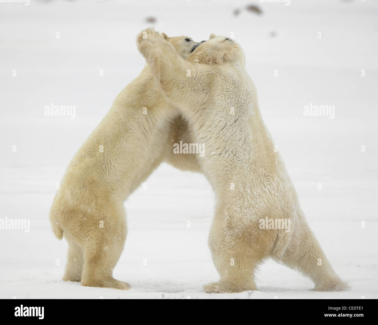 Polar bears fighting Stock Photo - Alamy