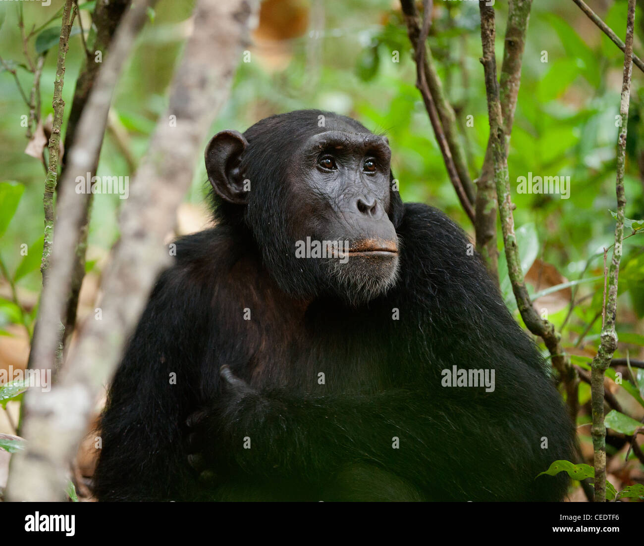 Wild Chimpanzee ( Pan troglodytes ) portrait in the jungle. Uganda ...