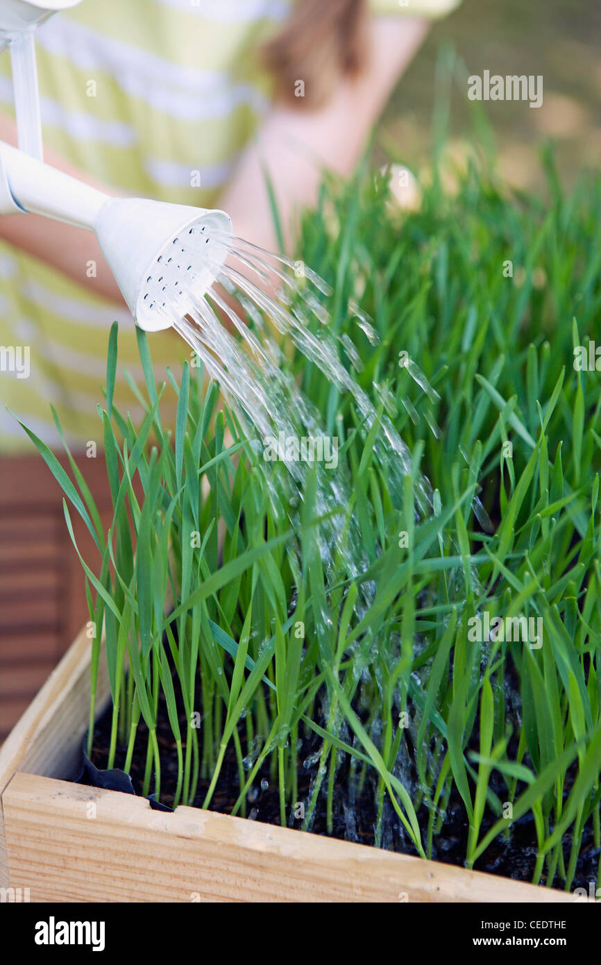 Growing wheat, watering plants with watering can Stock Photo - Alamy